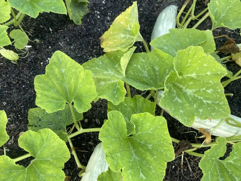 Cucurbita maxima 'North Georgia Candy Roaster' | Brookgreen
