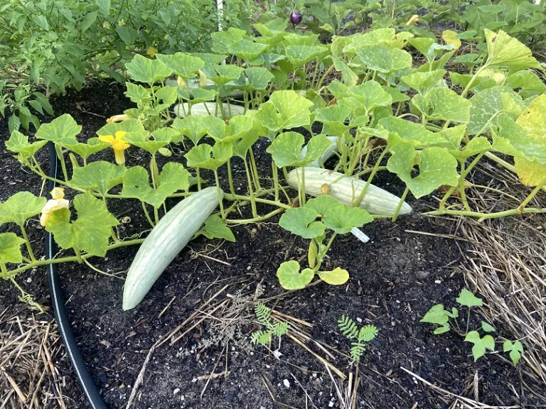 Cucurbita maxima 'North Georgia Candy Roaster' | Brookgreen