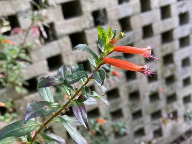 Cuphea 'David Verity' | Brookgreen