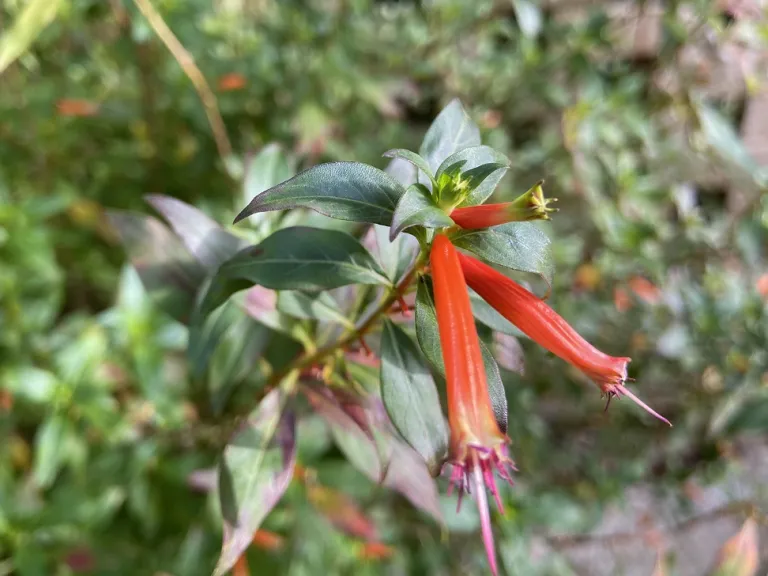 Cuphea 'David Verity' | Brookgreen