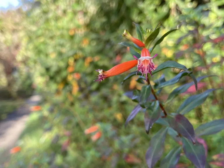 Cuphea 'David Verity' | Brookgreen