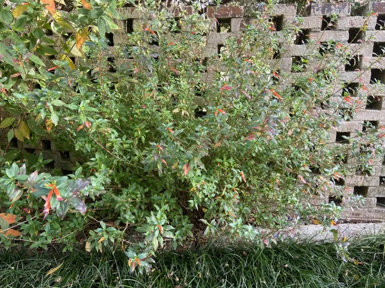 Cuphea 'David Verity' | Brookgreen