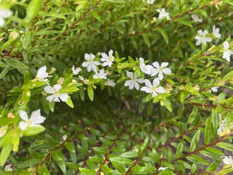 Cuphea hyssopifolia 'Alba' | Brookgreen