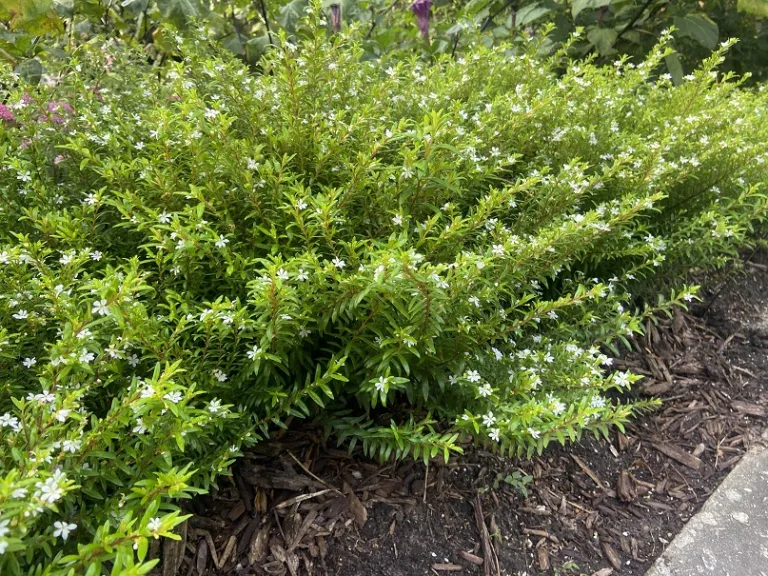 Cuphea hyssopifolia 'Alba' | Brookgreen