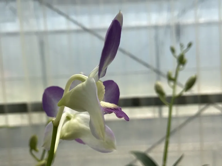 Dendrobium 'Aridang Blue Angel' | Brookgreen