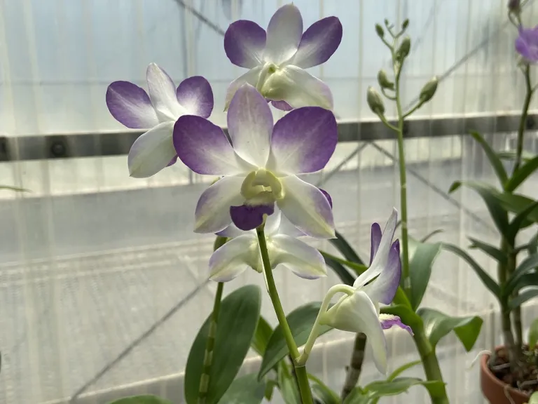 Dendrobium 'Aridang Blue Angel' | Brookgreen