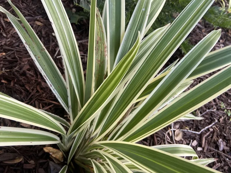 Dianella tasmanica 'Variegata' | Brookgreen
