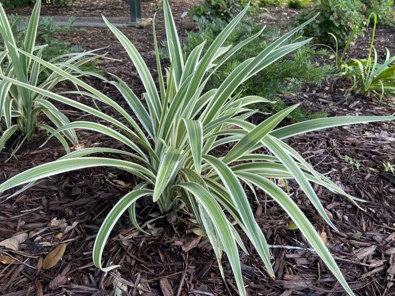 Dianella tasmanica 'Variegata' | Brookgreen