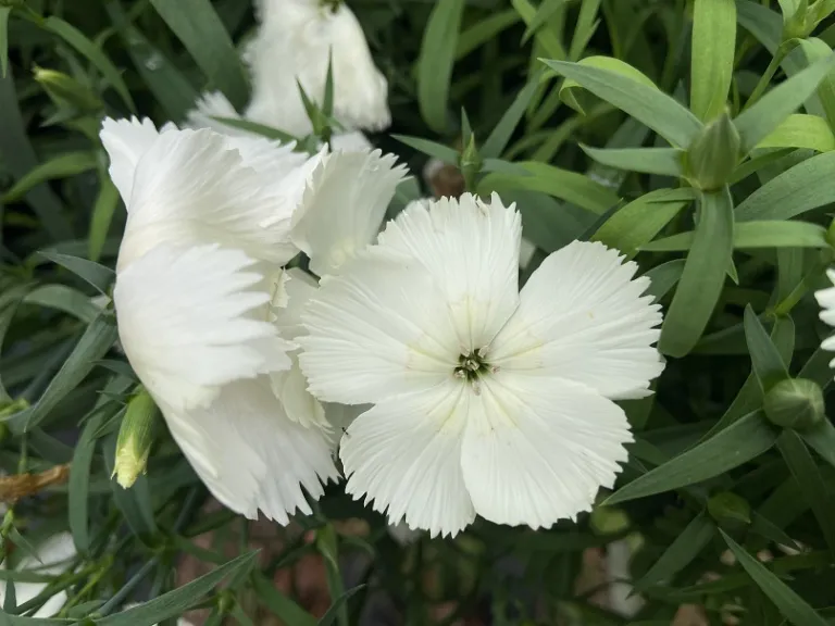 Dianthus chinensis 'PAS970060' (Coronet™ White) | Brookgreen