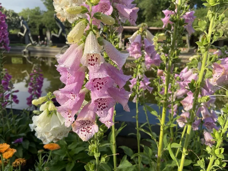 Digitalis purpurea (Camelot Mix) | Brookgreen