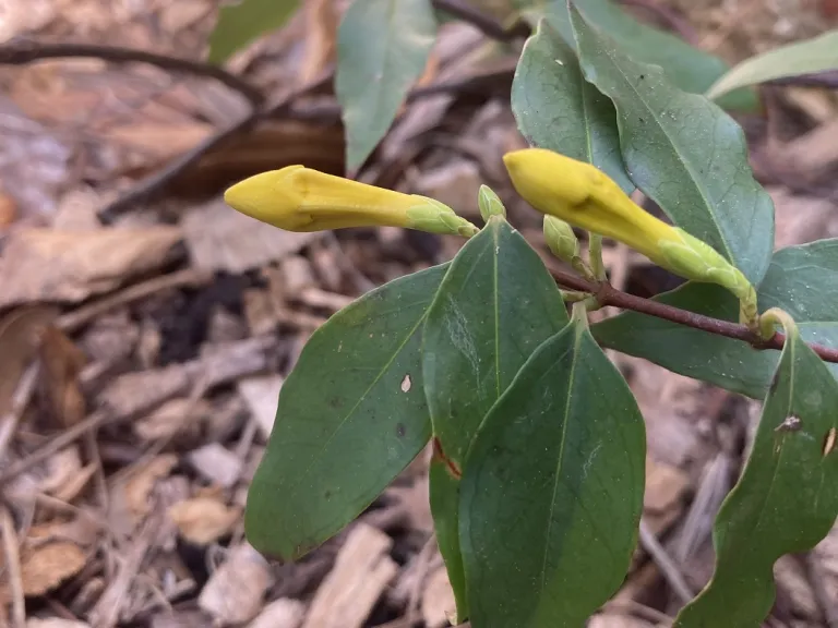 Gelsemium sempervirens 'Pride of Augusta' | Brookgreen