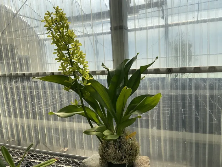 Grammatophyllum Broga Tiger 'Kalapana' | Brookgreen