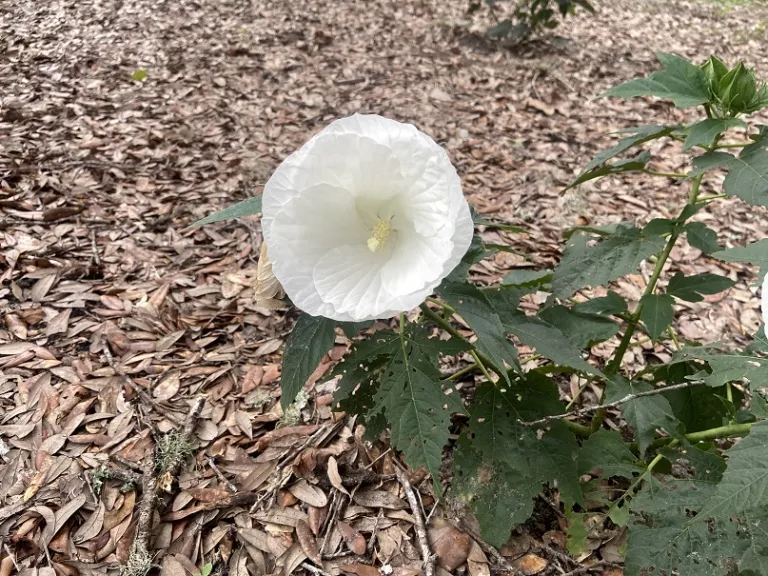 Hibiscus 'Marshmallow Moon' | Brookgreen