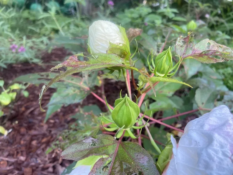 Hibiscus 'Mocha Moon' | Brookgreen