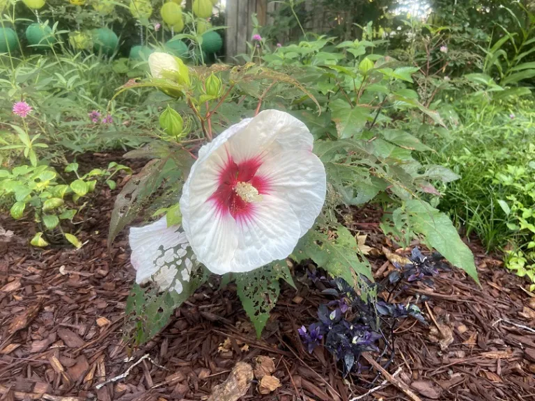 Hibiscus 'Mocha Moon' | Brookgreen