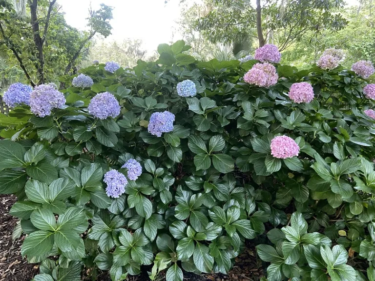 Hydrangea macrophylla 'Big Daddy' | Brookgreen