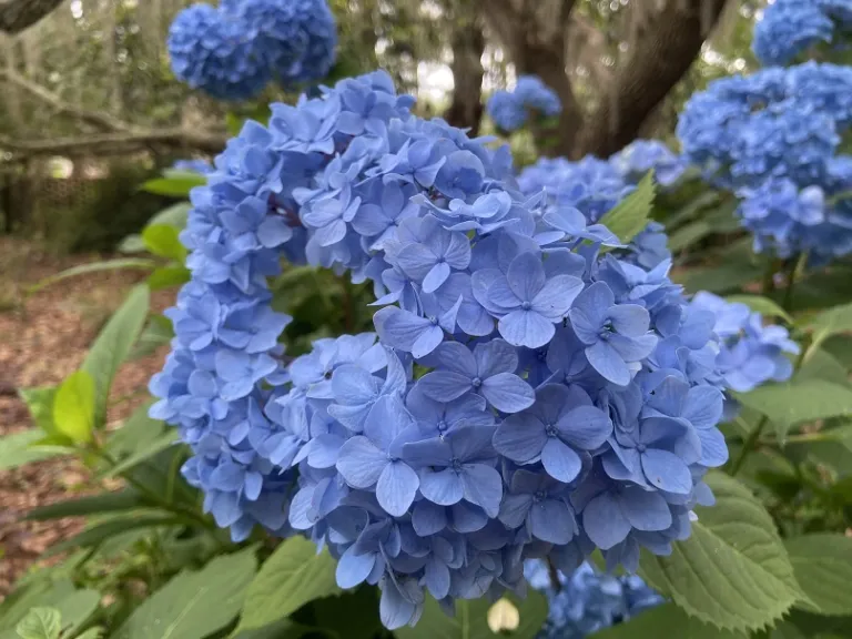 Hydrangea macrophylla 'Dooley' | Brookgreen