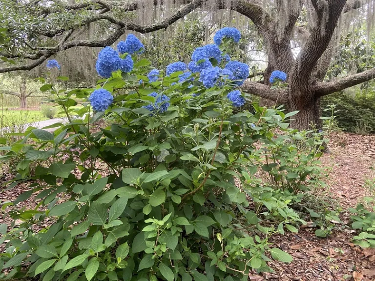 Hydrangea macrophylla 'Dooley' | Brookgreen