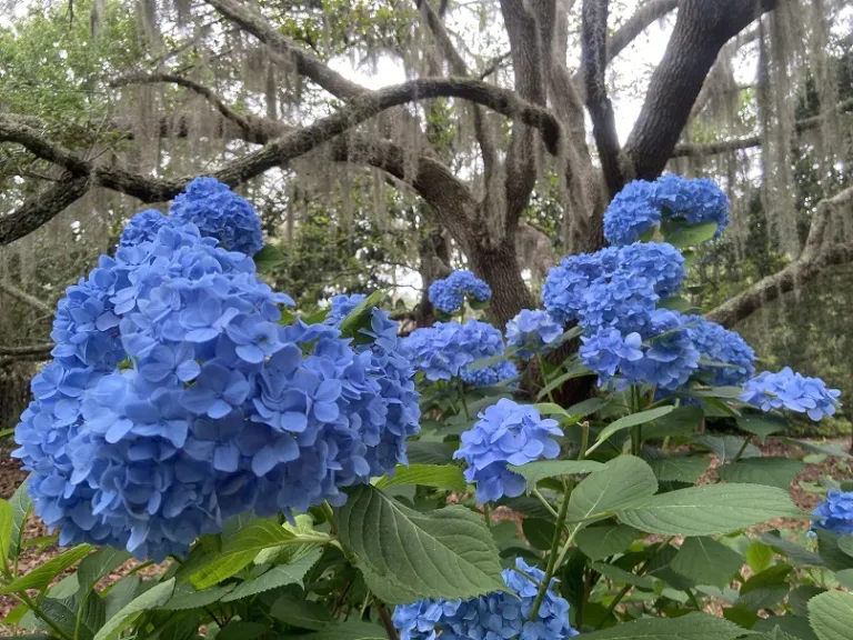 Hydrangea macrophylla 'Dooley' | Brookgreen