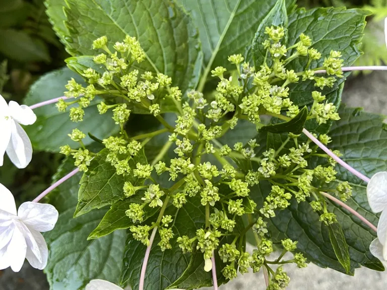 Hydrangea macrophylla 'Fuji Waterfall' | Brookgreen
