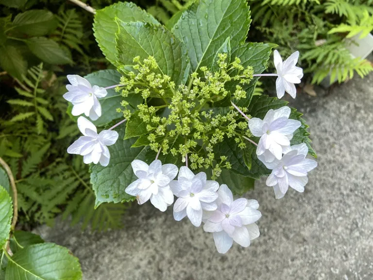 Hydrangea macrophylla 'Fuji Waterfall' | Brookgreen
