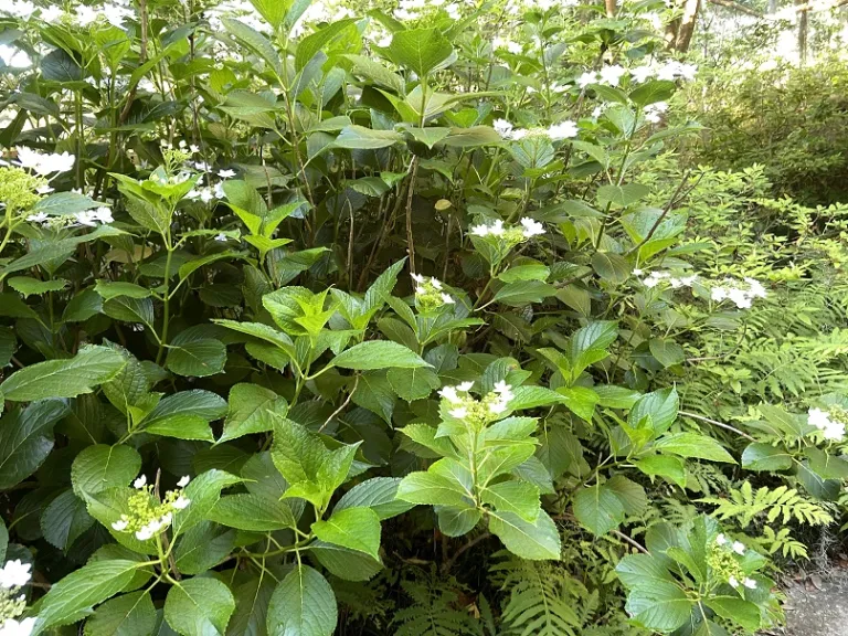 Hydrangea macrophylla 'Fuji Waterfall' | Brookgreen