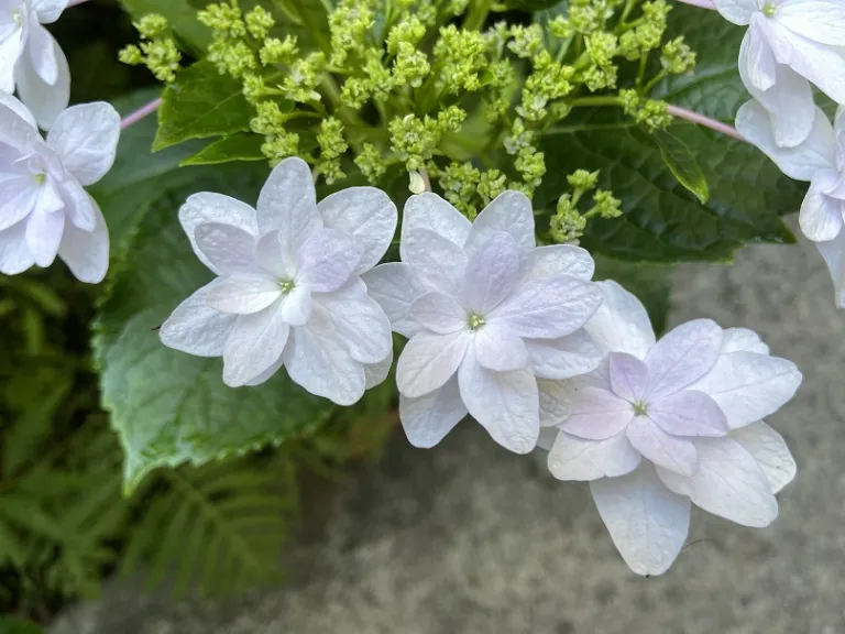 Hydrangea macrophylla 'Fuji Waterfall' | Brookgreen