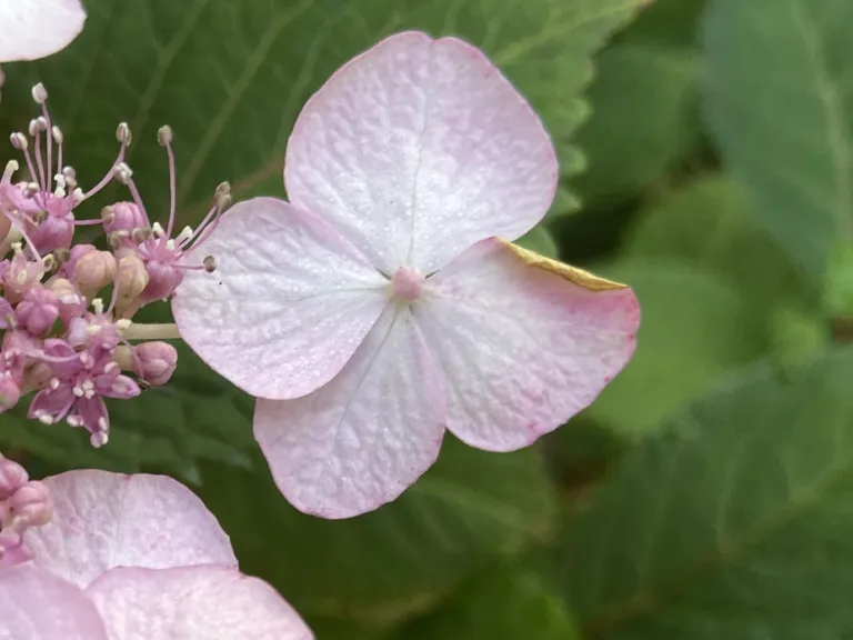 Hydrangea macrophylla 'Lady in Red' | Brookgreen