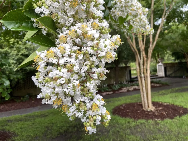 Lagerstroemia 'Natchez' | Brookgreen