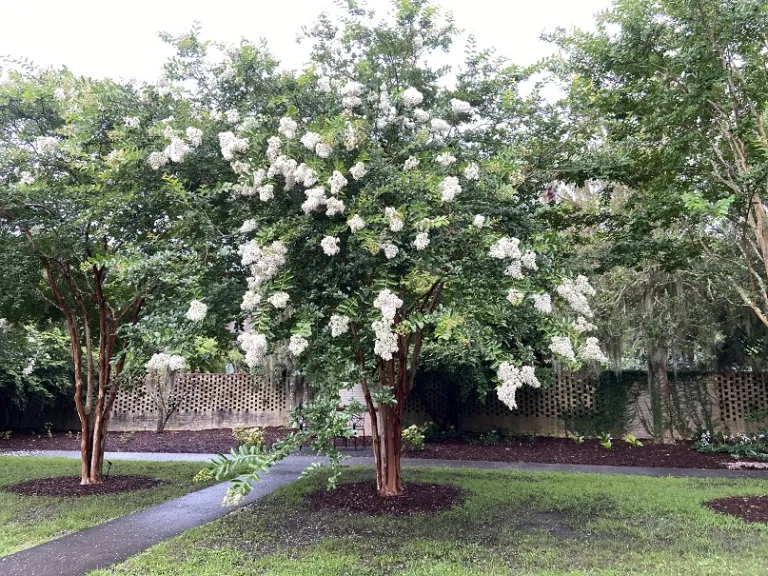 Lagerstroemia 'Natchez' | Brookgreen