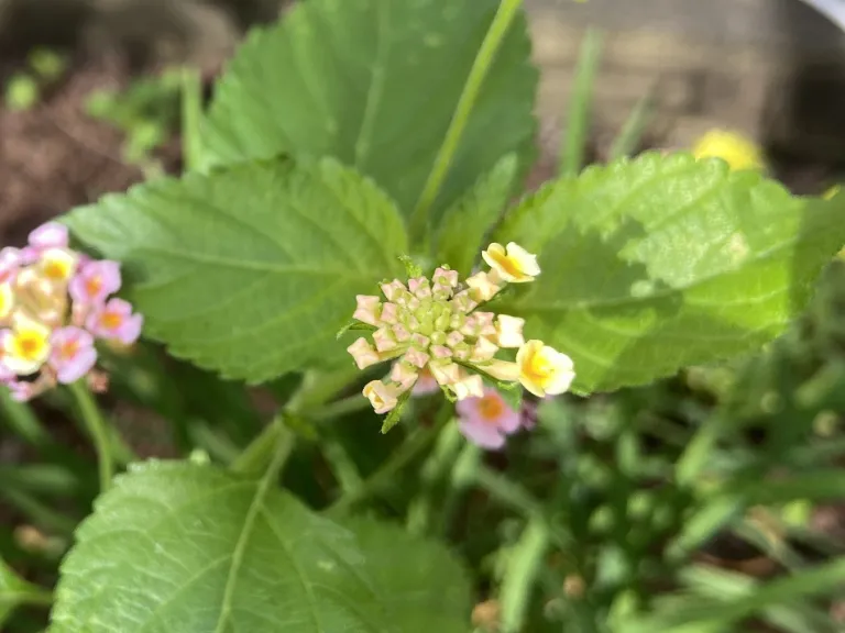 Lantana camara 'Pink Caprice' | Brookgreen