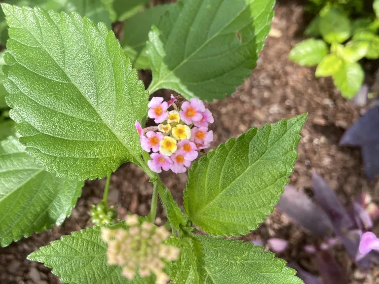 Lantana camara 'Pink Caprice' | Brookgreen