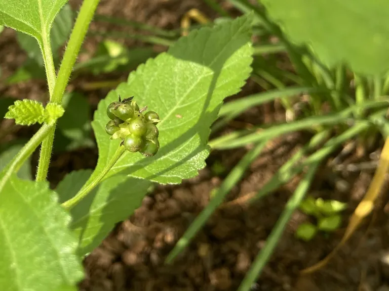 Lantana camara 'Pink Caprice' | Brookgreen