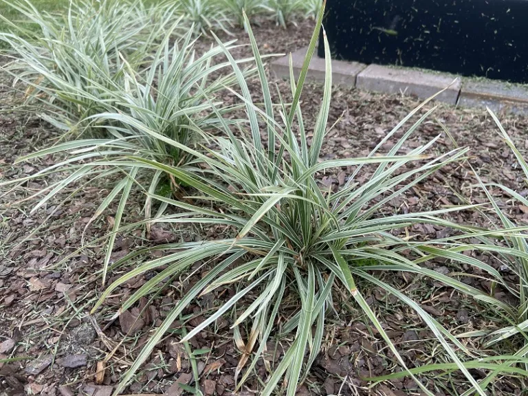 Liriope muscari 'Aztec Grass' | Brookgreen
