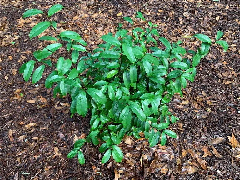 Magnolia figo 'Stellar Ruby' | Brookgreen