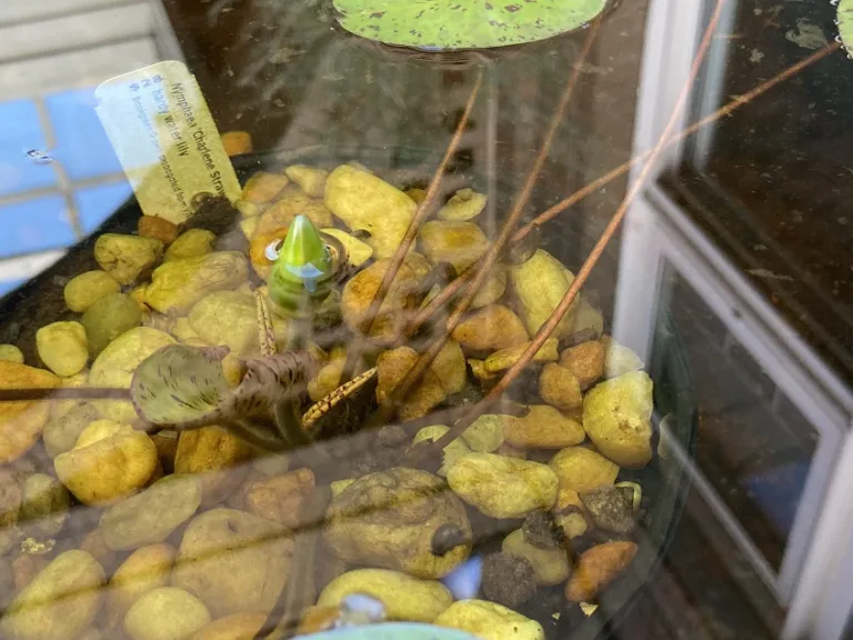 Nymphaea 'Charlene Strawn' | Brookgreen