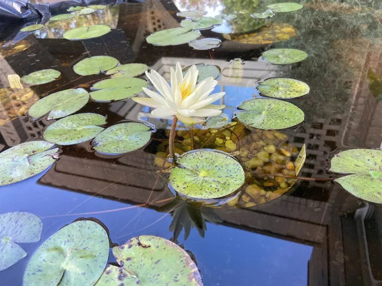 Nymphaea 'Charlene Strawn' | Brookgreen