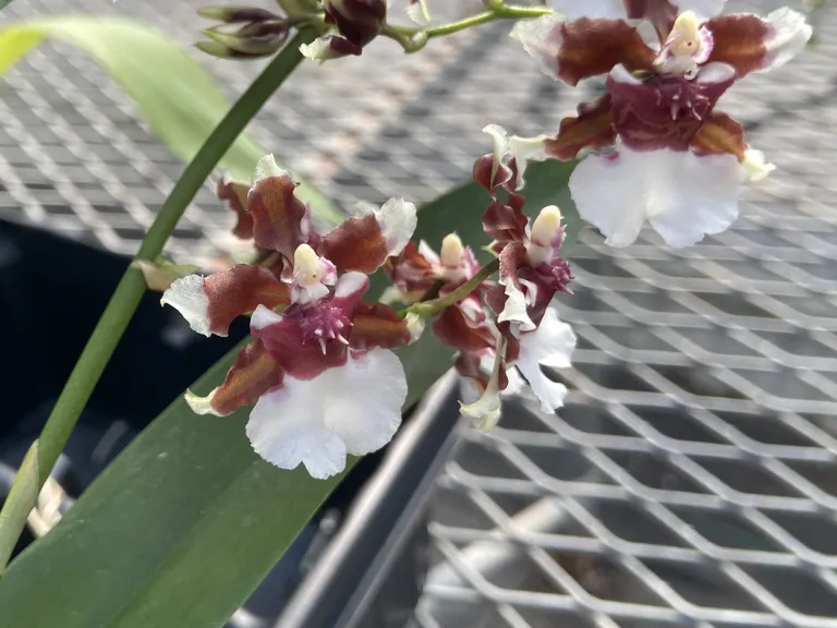 Oncidium Heaven Scent 'Redolence' | Brookgreen
