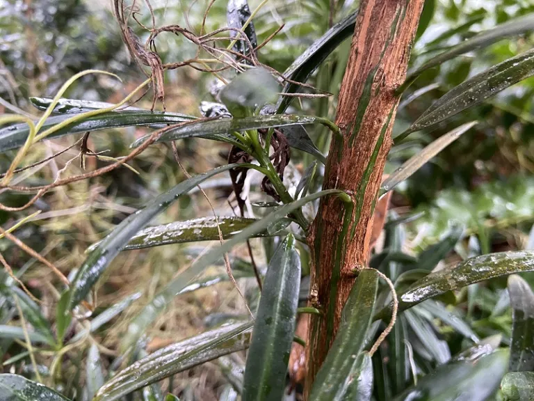 Podocarpus macrophyllus 'Pringle's Dwarf' | Brookgreen