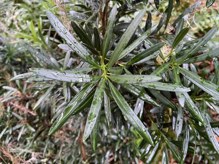 Podocarpus macrophyllus 'Pringle's Dwarf' | Brookgreen