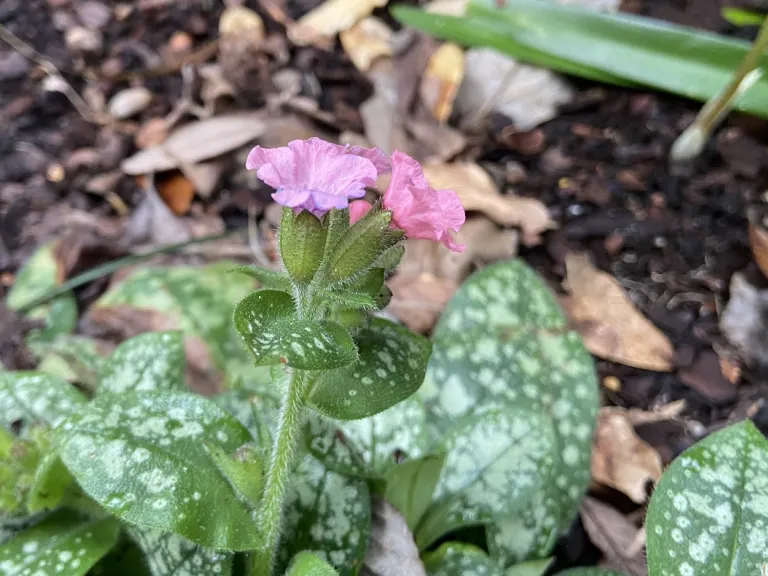 Pulmonaria 'Pretty in Pink' | Brookgreen