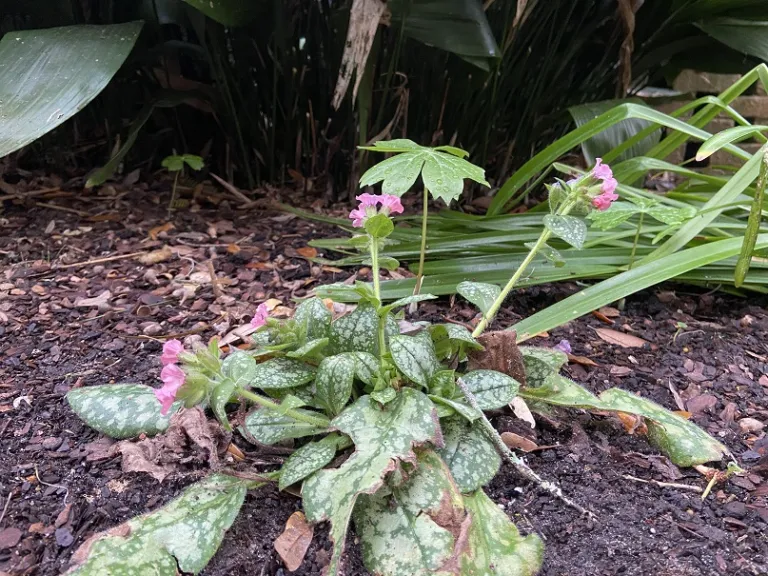 Pulmonaria 'Pretty in Pink' | Brookgreen