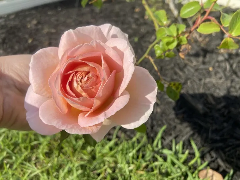Rosa 'AUScot' (Abraham Darby) | Brookgreen
