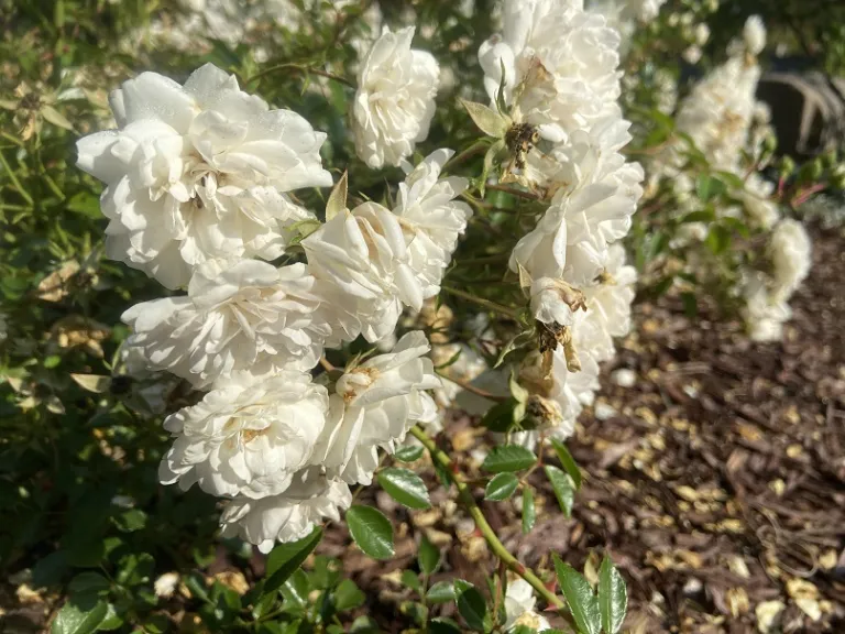 Rosa 'Sea Foam' | Brookgreen