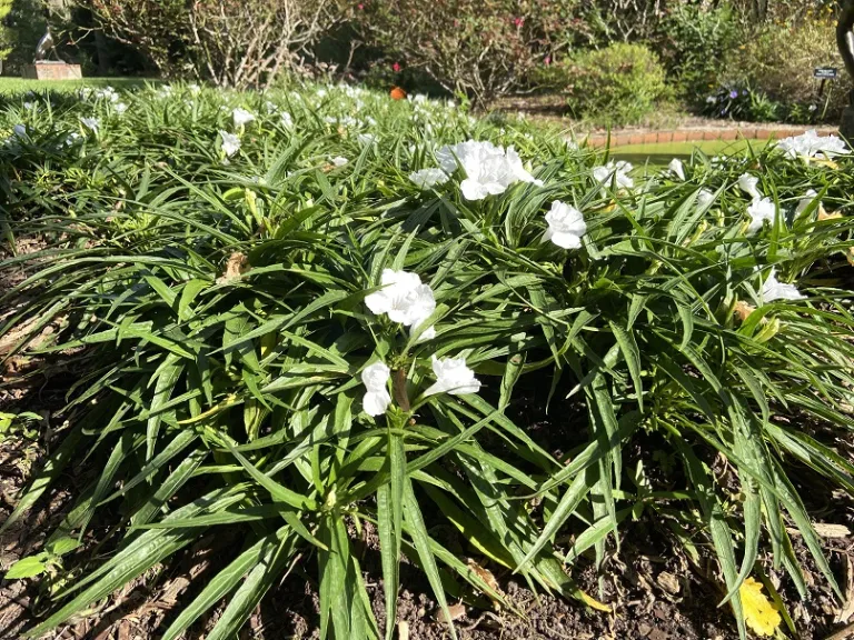 Ruellia simplex 'White Katie' | Brookgreen