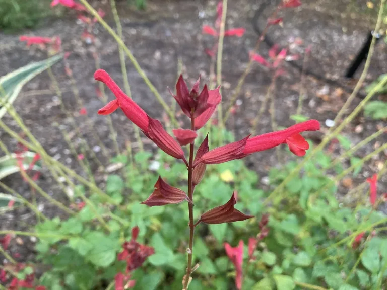 Salvia 'Roman Red' | Brookgreen