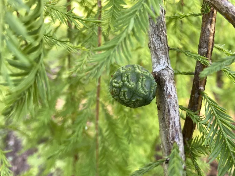 Taxodium distichum 'Falling Waters' | Brookgreen