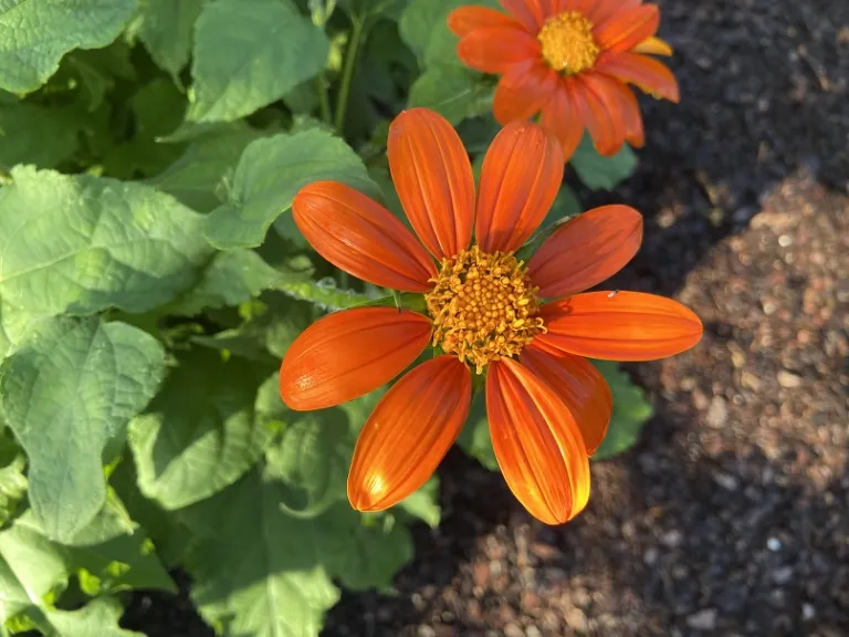Tithonia rotundifolia 'Fiesta del Sol' | Brookgreen