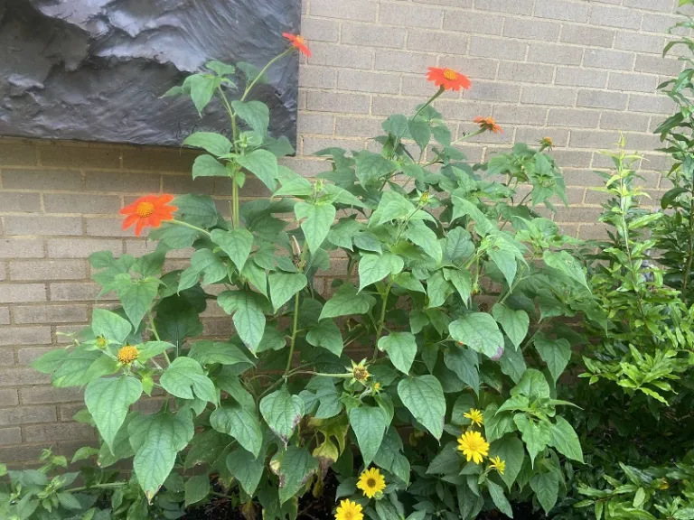 Tithonia rotundifolia 'Torch' | Brookgreen