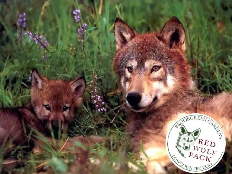 Red Wolf Exhibit Update | Brookgreen